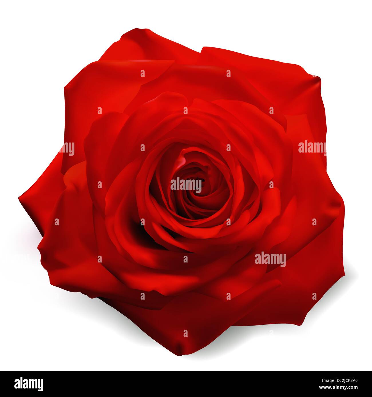 Realistic vector yellow rose on white background Stock Vector Image ...