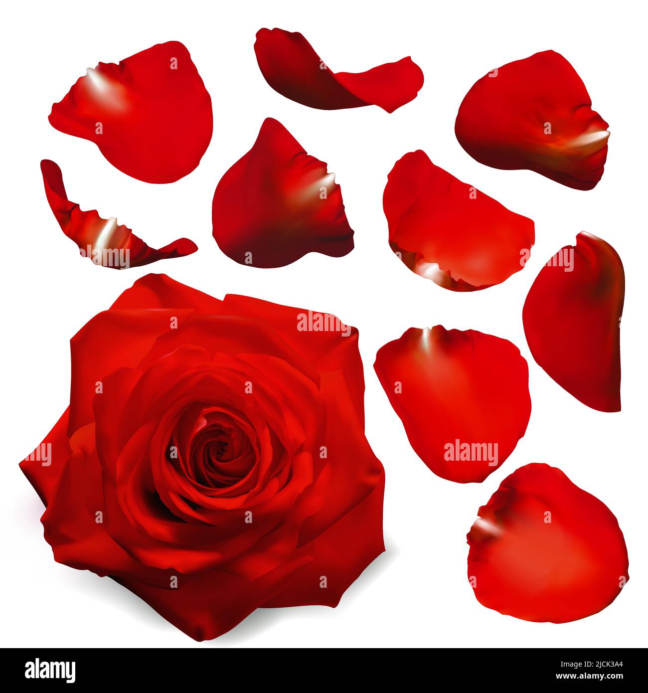 Realistic rose petals. Vector illustration with mesh gradients Stock ...
