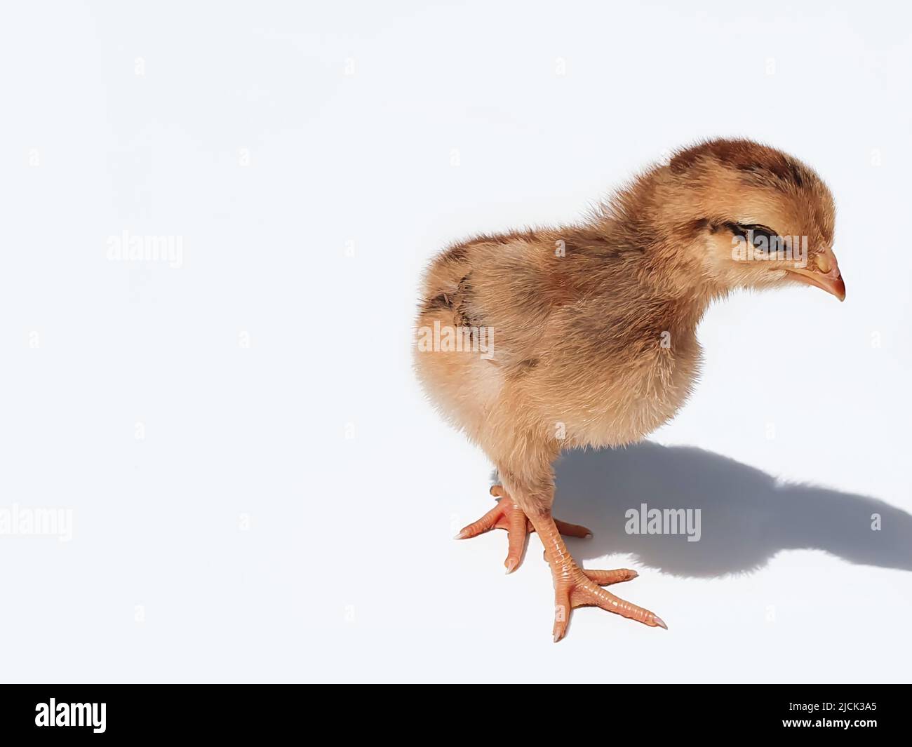 Brown chicken chick, small hen, two weeks old. Small brown chicken with ...