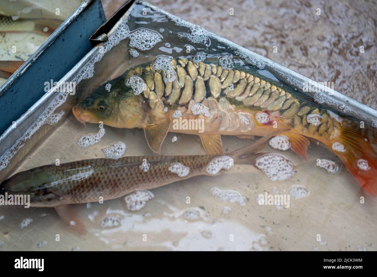 Bon rui fish hi-res stock photography and images - Alamy