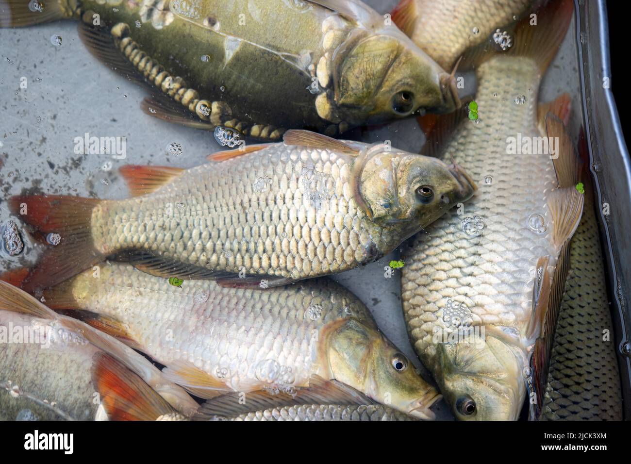American rui fish hi-res stock photography and images - Alamy