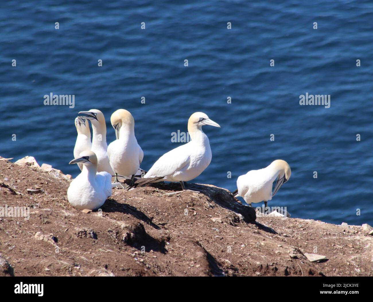 Gannets fencing hi-res stock photography and images - Alamy
