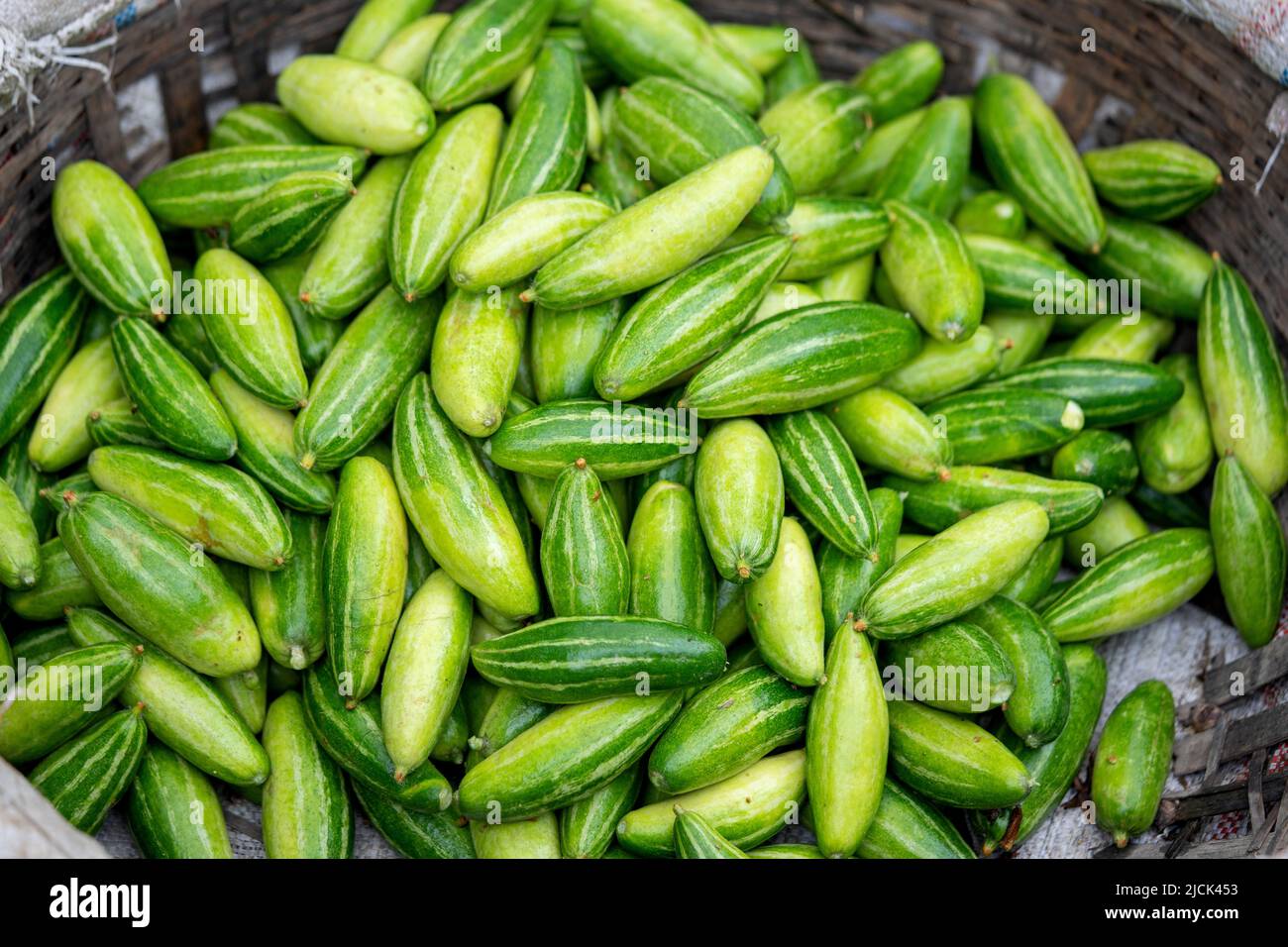 These are raw pointed gourd. Potol vegetable is a vine plant Stock ...