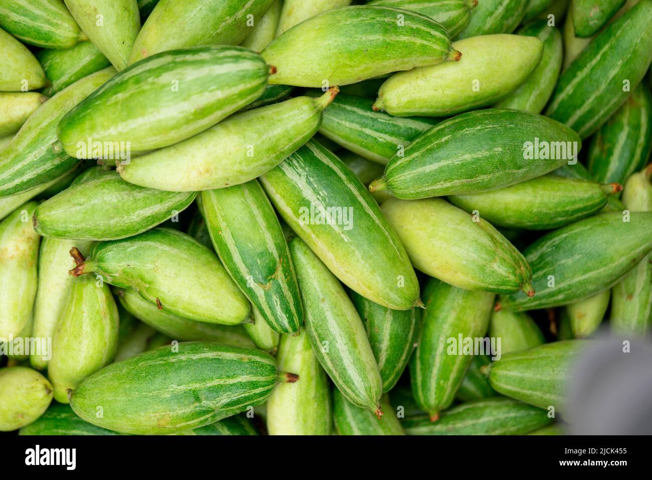 These are raw pointed gourd. Potol vegetable is a vine plant Stock ...