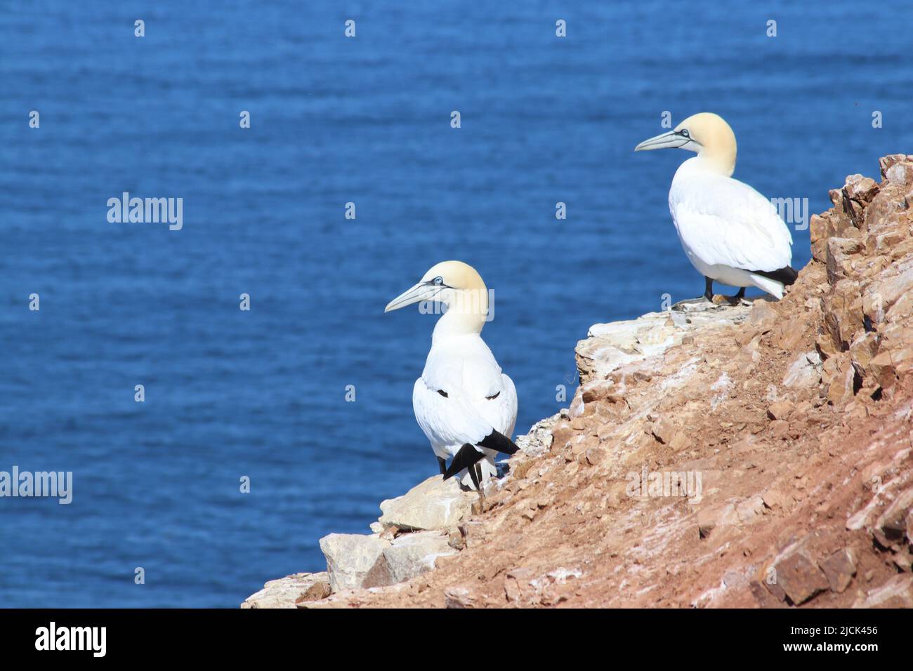Gannets on cliffs Stock Photo - Alamy
