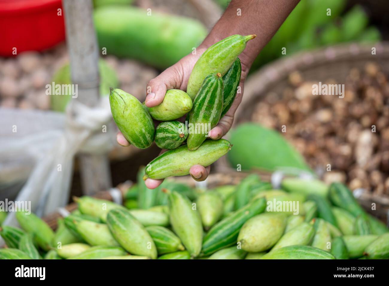 These are raw pointed gourd. Potol vegetable is a vine plant Stock ...