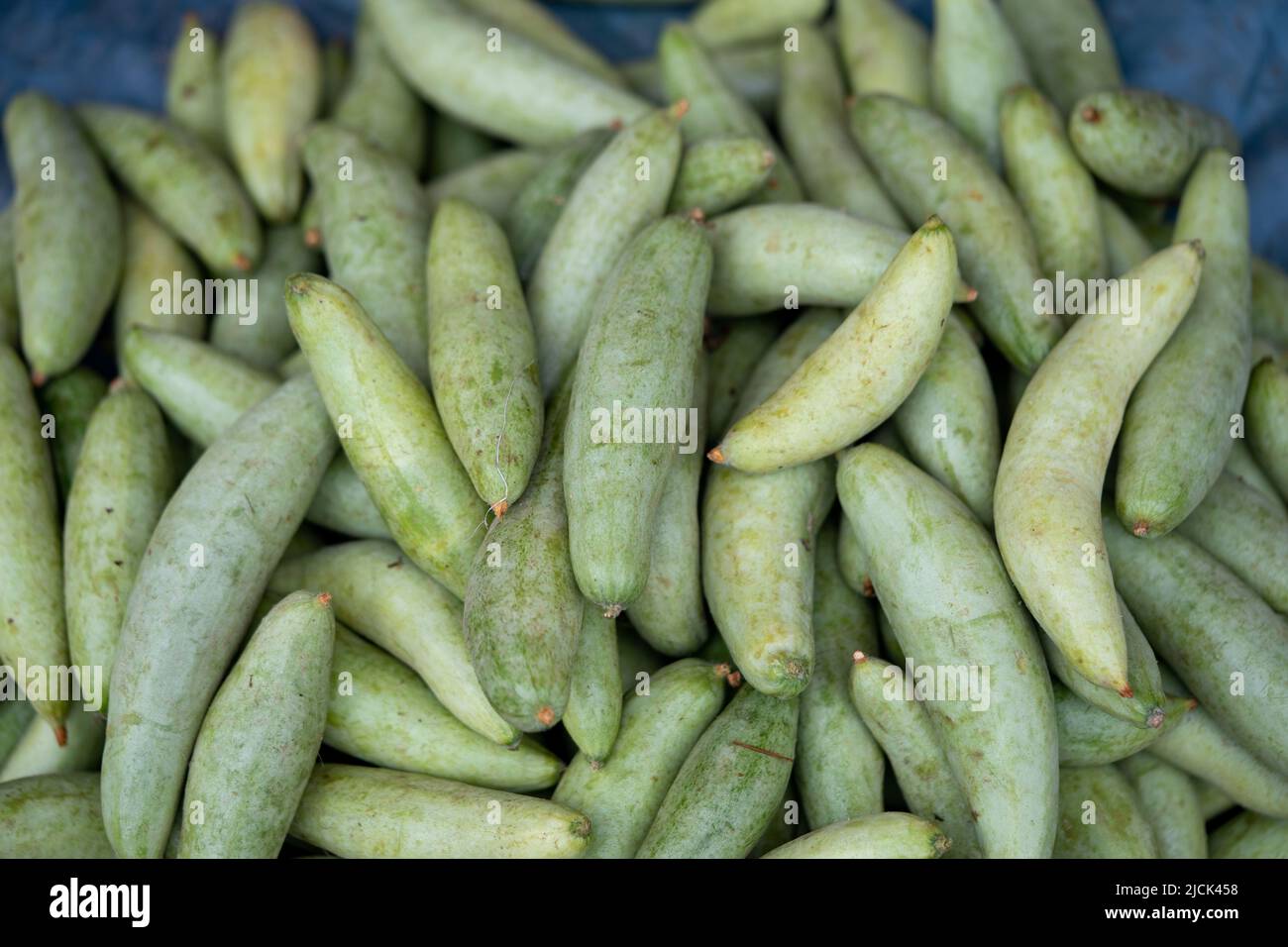 These are raw pointed gourd. Potol vegetable is a vine plant Stock ...