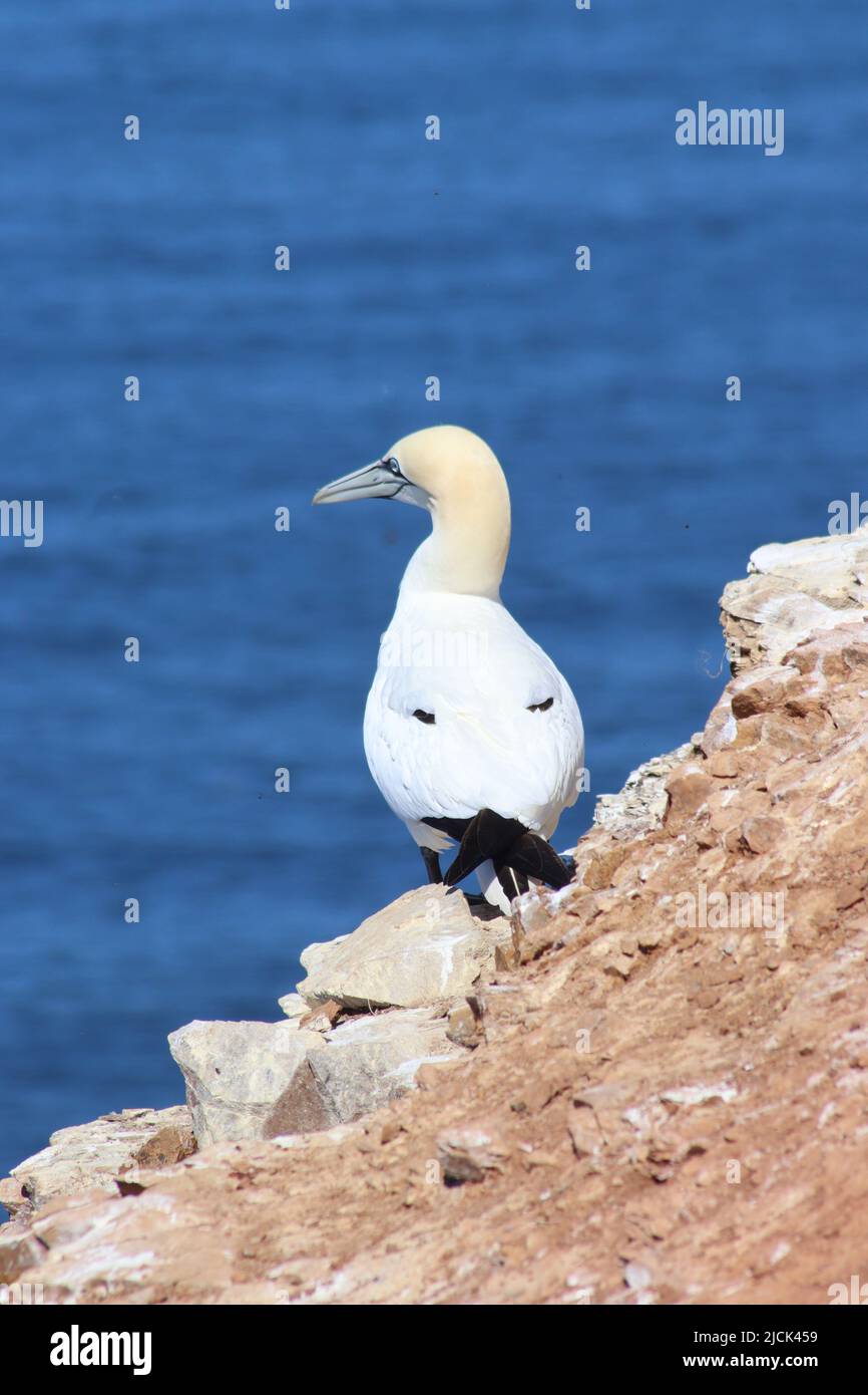 Gannets fencing hi-res stock photography and images - Alamy