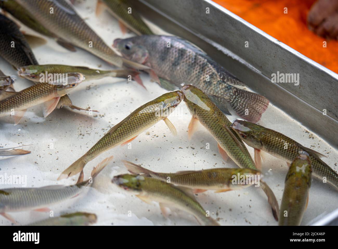 Small rui fish hi-res stock photography and images - Alamy