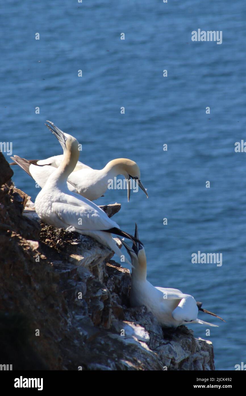 Gannets fencing hi-res stock photography and images - Alamy