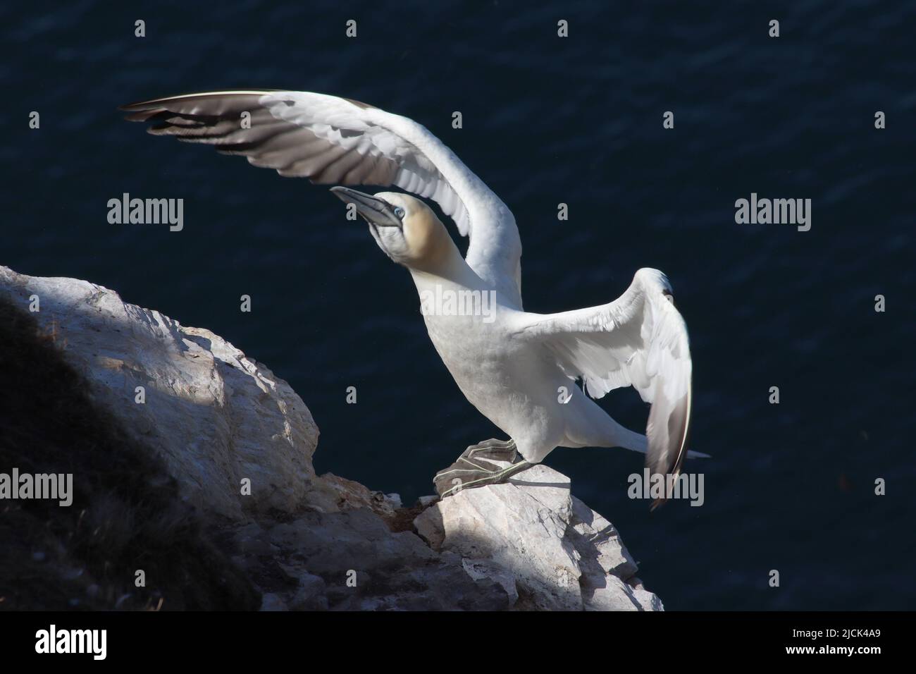 Gannet flapping wings Stock Photo - Alamy