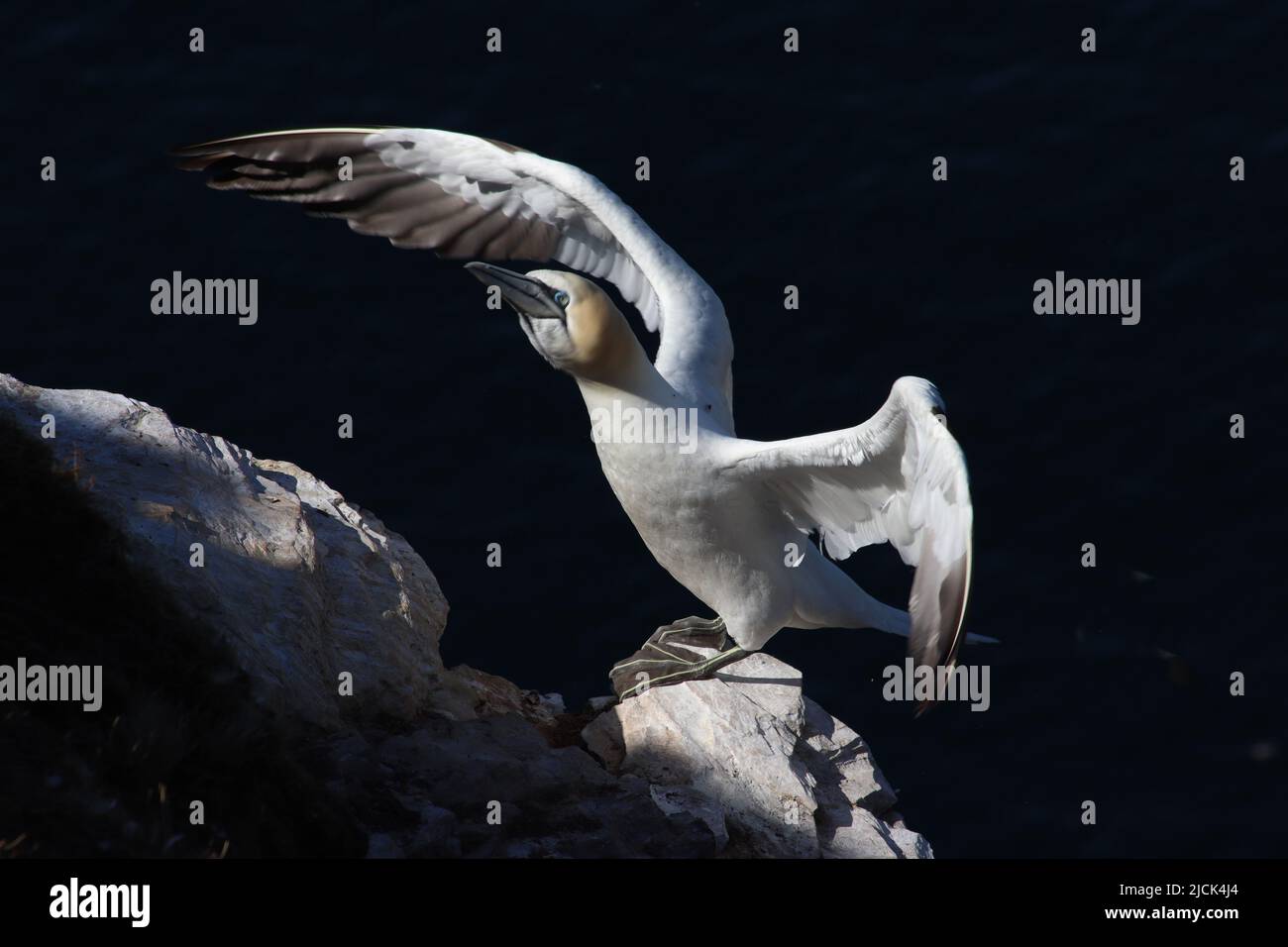 Gannet flapping wings Stock Photo - Alamy