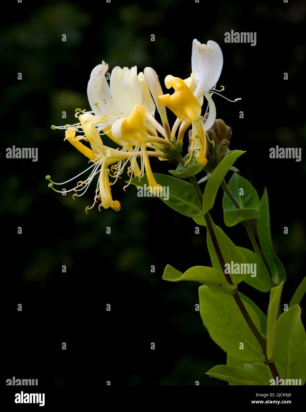 A beautiful yellow Common Honeysuckle (Lonicera periclymenum) with out ...