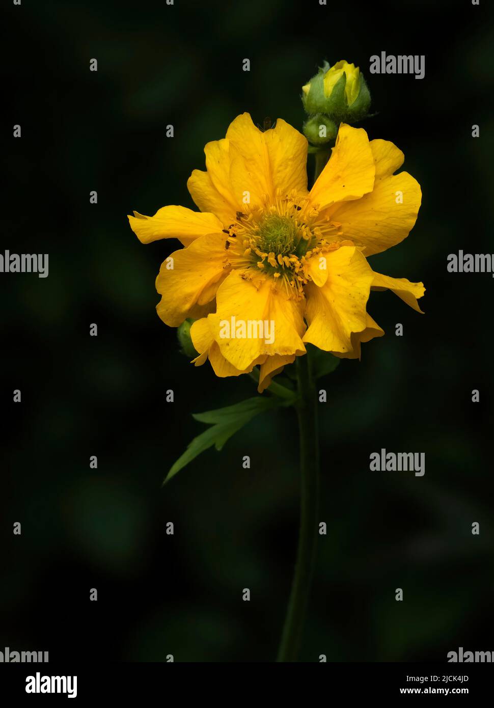 Yellow geums hi-res stock photography and images - Alamy