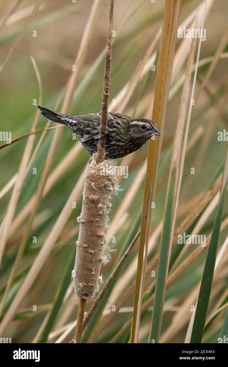 A female Red-winged Blackbird, Agelaius phoeniceus, perches on a ...