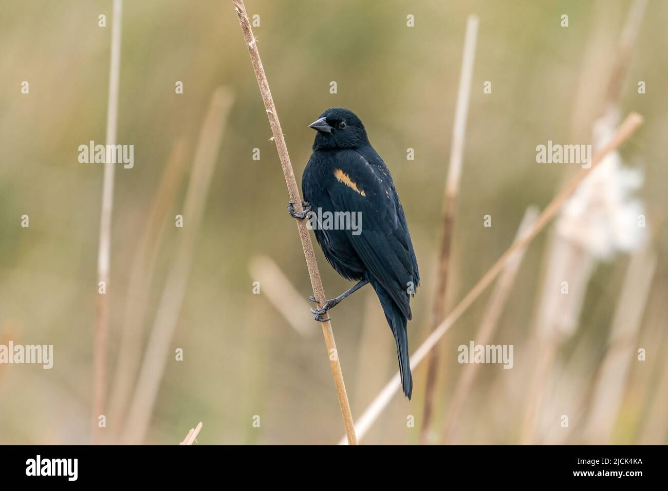 A male Red-winged Blackbird, Agelaius phoeniceus, perches on a cattail ...