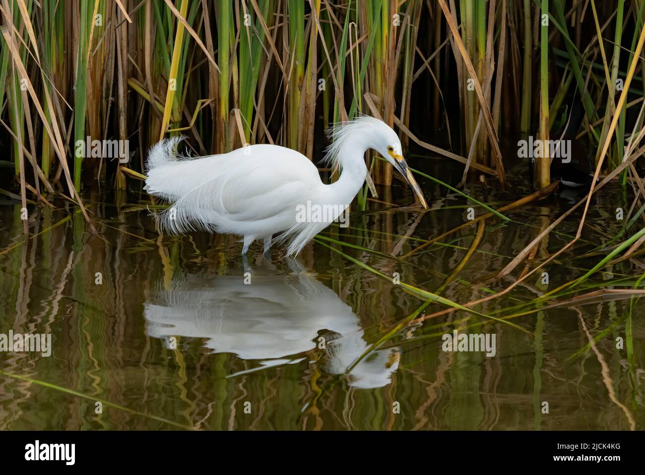 A Snowy Egret, Egretta thula, hunting fish in a wetland marsh in the ...