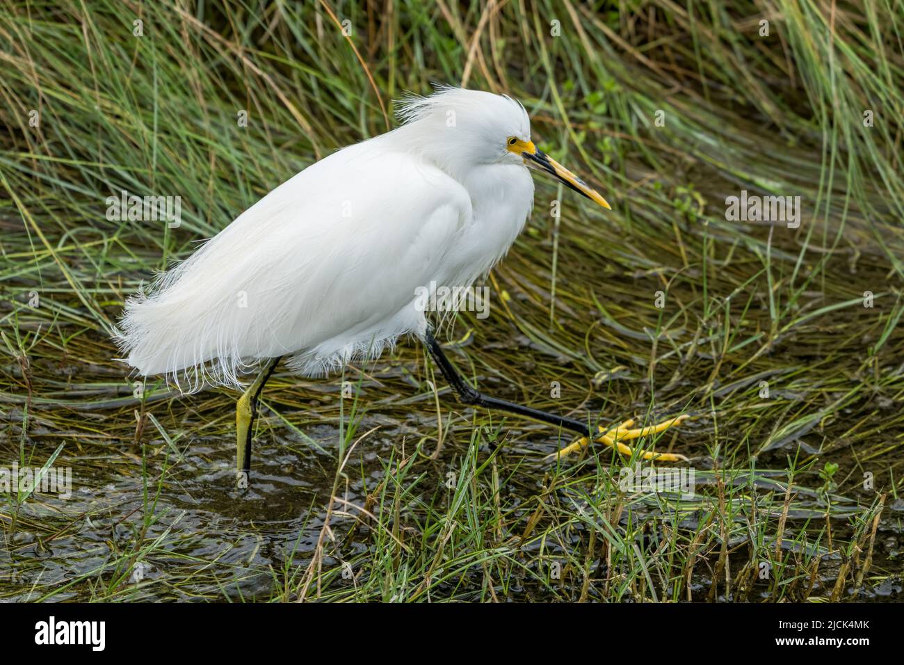 A Snowy Egret, Egretta thula, hunting fish in a wetland marsh in the ...