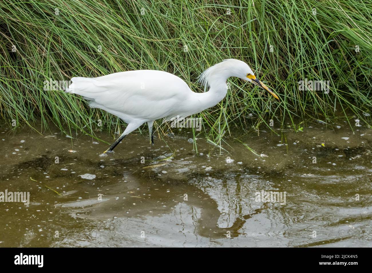 A Snowy Egret, Egretta thula, hunting fish in a wetland marsh in the ...