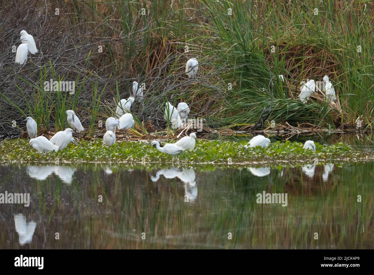 Aransas national wildlife reserve hi-res stock photography and images ...