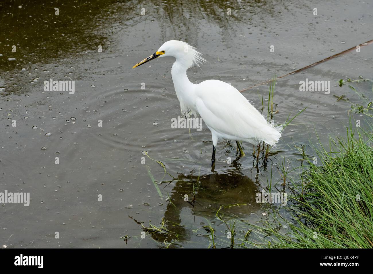 A Snowy Egret, Egretta thula, hunting fish in a wetland marsh in the ...