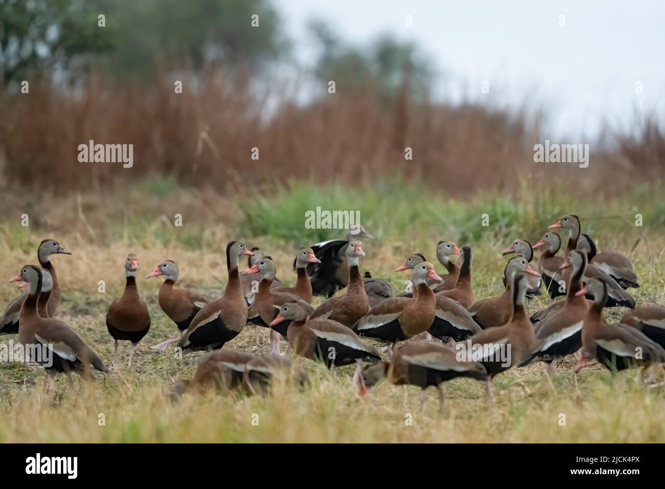 A flock of Black-bellied Whistling Ducks, Dendrocygna autumnalis, in a ...