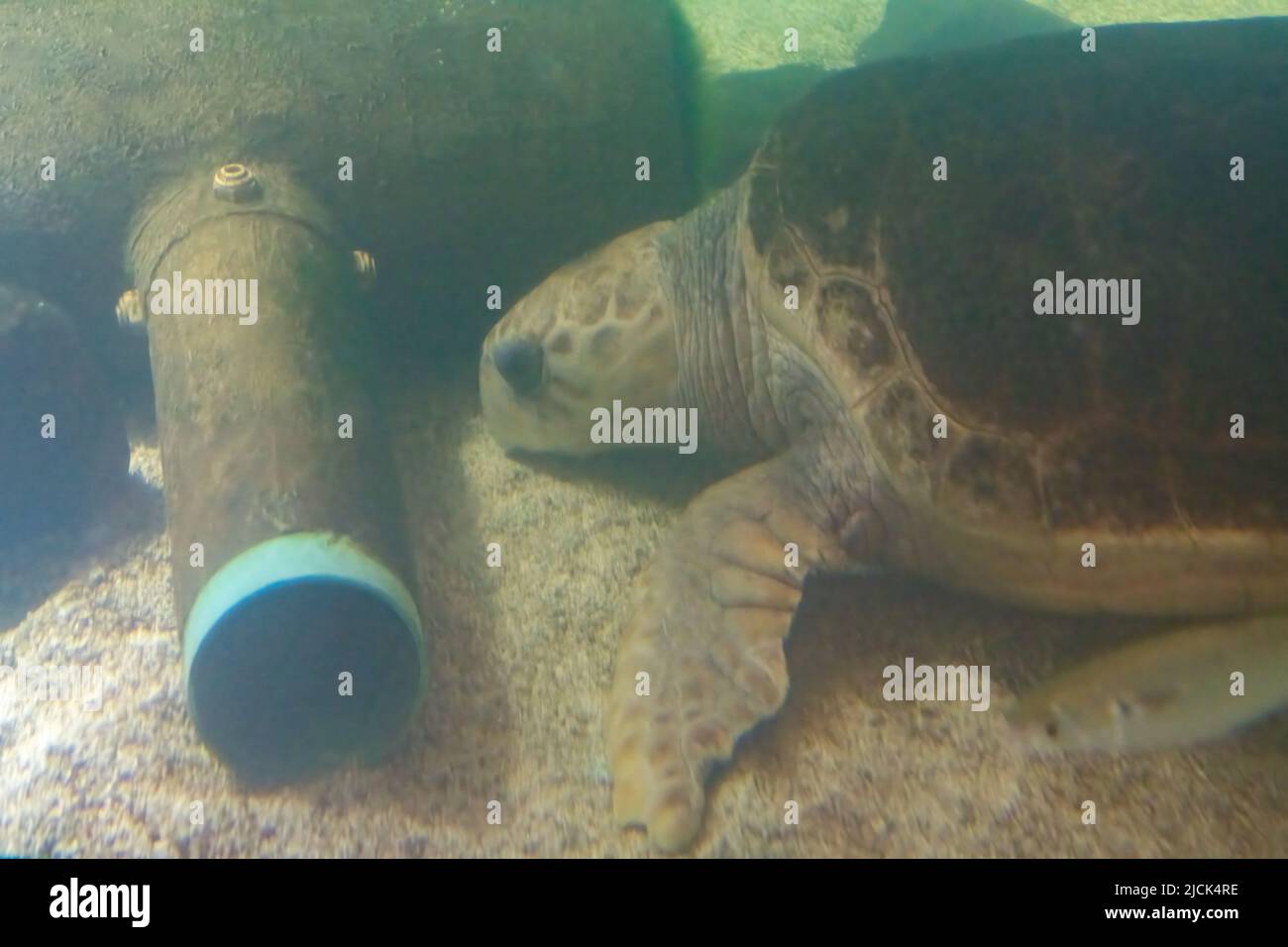 Poppy the Loggerhead Sea Turtle in an aquarium at Sea Turtle Inc. on South Padre Island, Texas ...