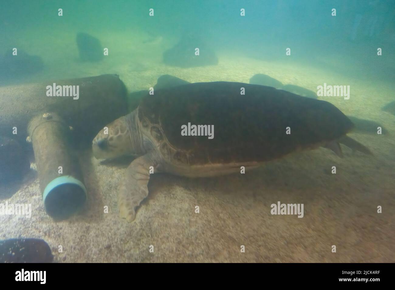 Poppy the Loggerhead Sea Turtle in an aquarium at Sea Turtle Inc. on ...