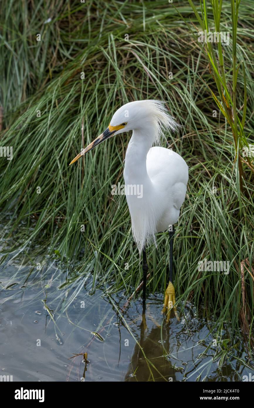 A Snowy Egret, Egretta thula, hunting fish in a wetland marsh in the ...