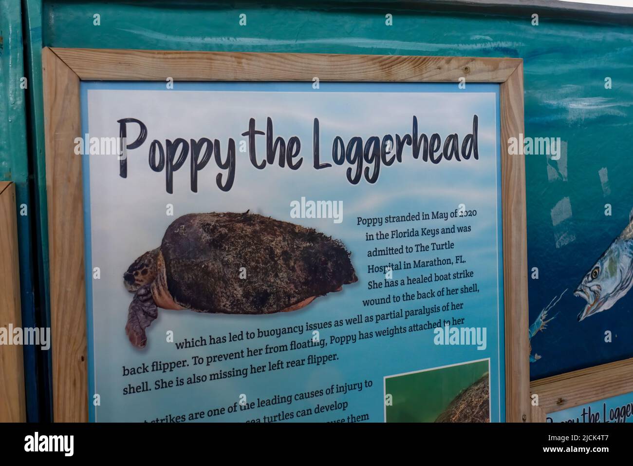 Poppy the loggerhead sea turtle hi-res stock photography and images - Alamy