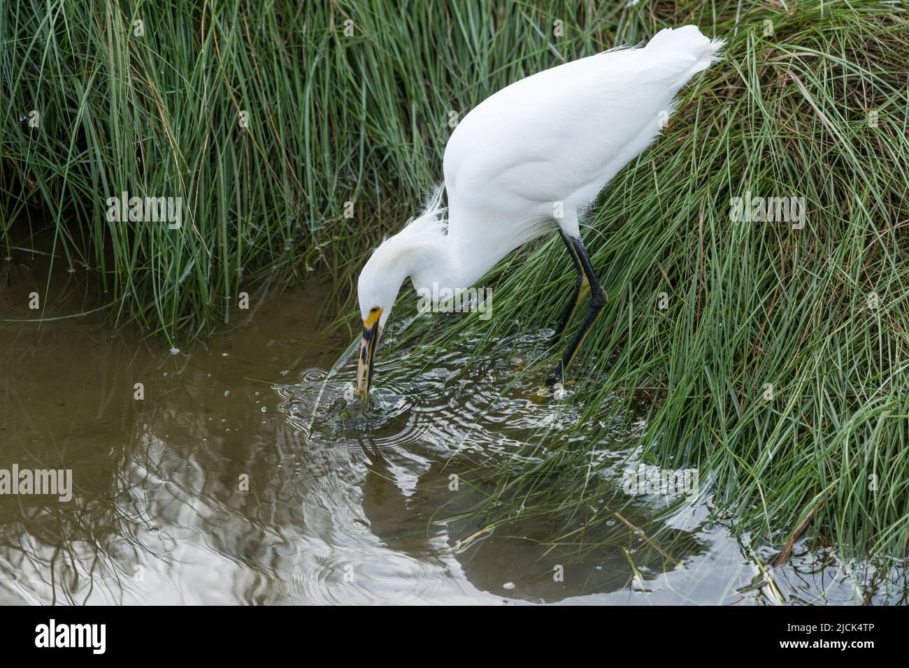 A Snowy Egret, Egretta thula, striking at a fish in a wetland marsh in ...