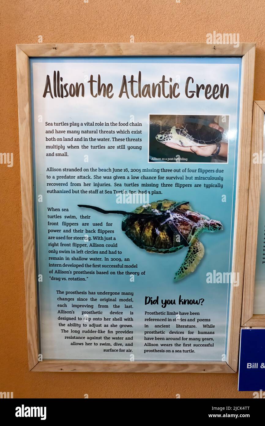 Allison the atlantic green sea turtle hi-res stock photography and ...