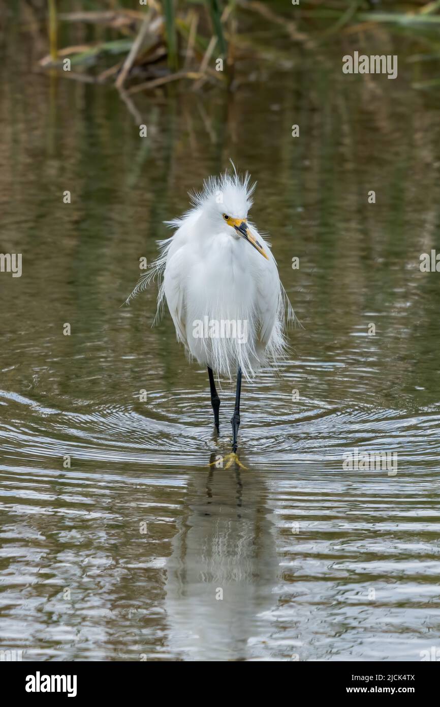 A Snowy Egret, Egretta thula, in breeding plumage wades in a wetland ...