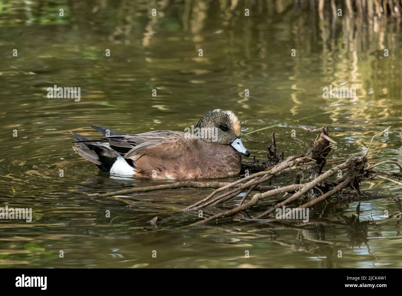 An American Wigeon drake, Mareca americana, in a mangrove swamp in the ...