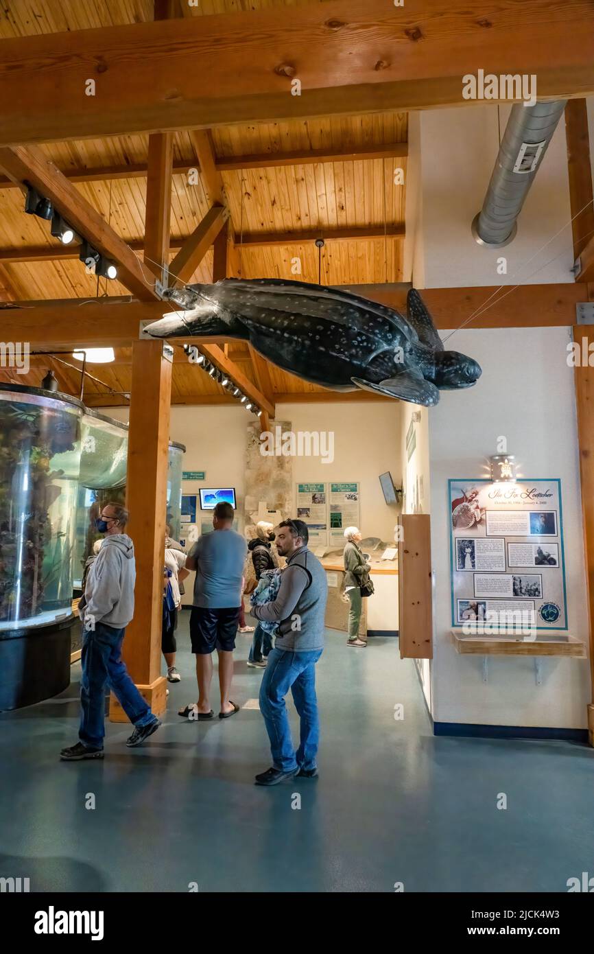 Leatherback turtle statue hi-res stock photography and images - Alamy