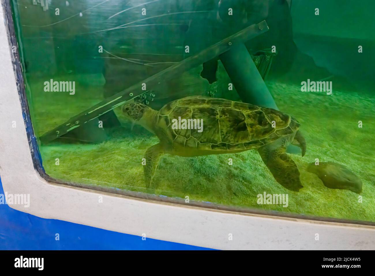 Merry Christams, a Green Sea Turtle swimming in a tank in the Sea ...