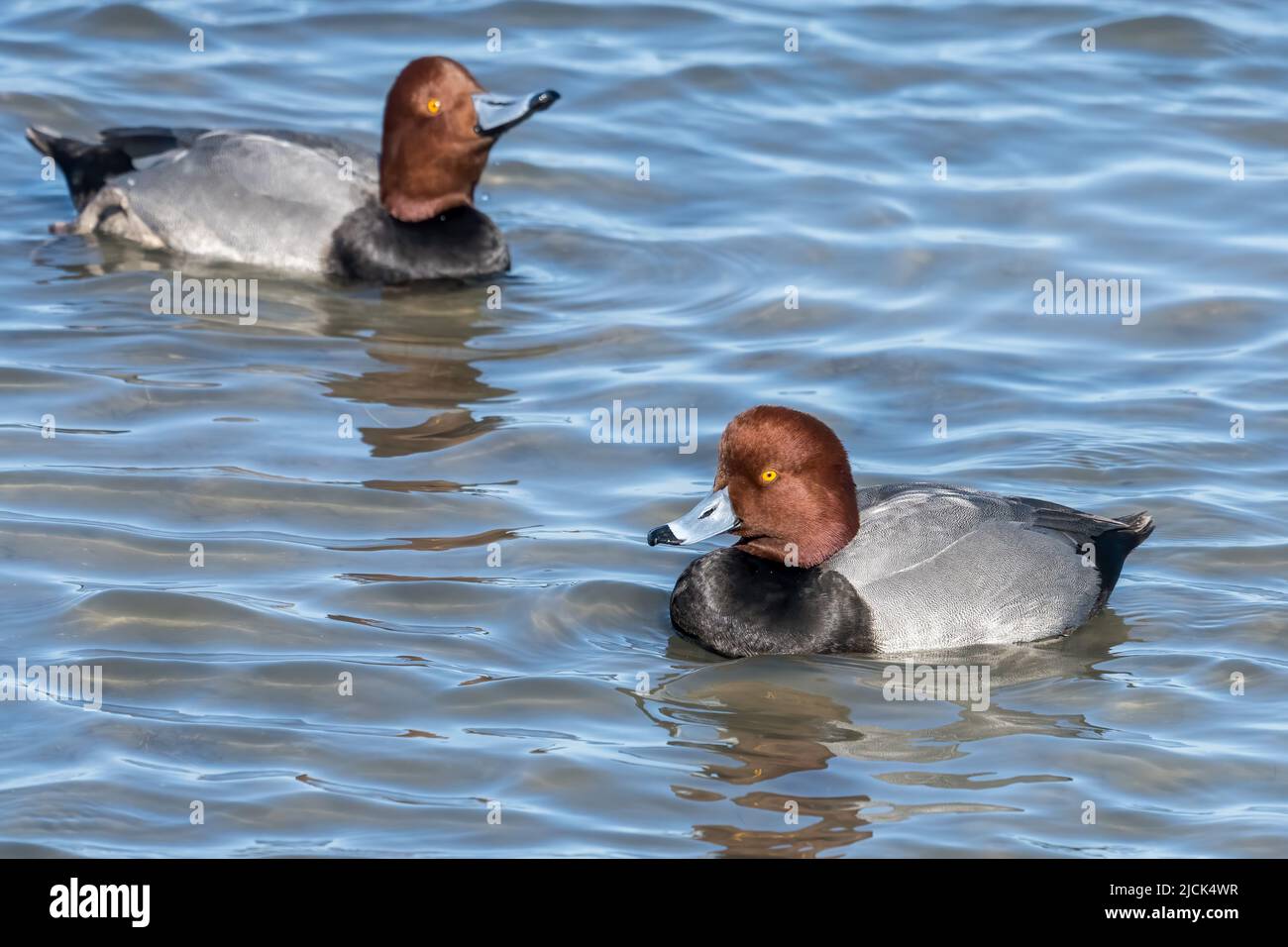 Redhead duck drakes, Aythya americana, wintering on the Laguna Madre ...