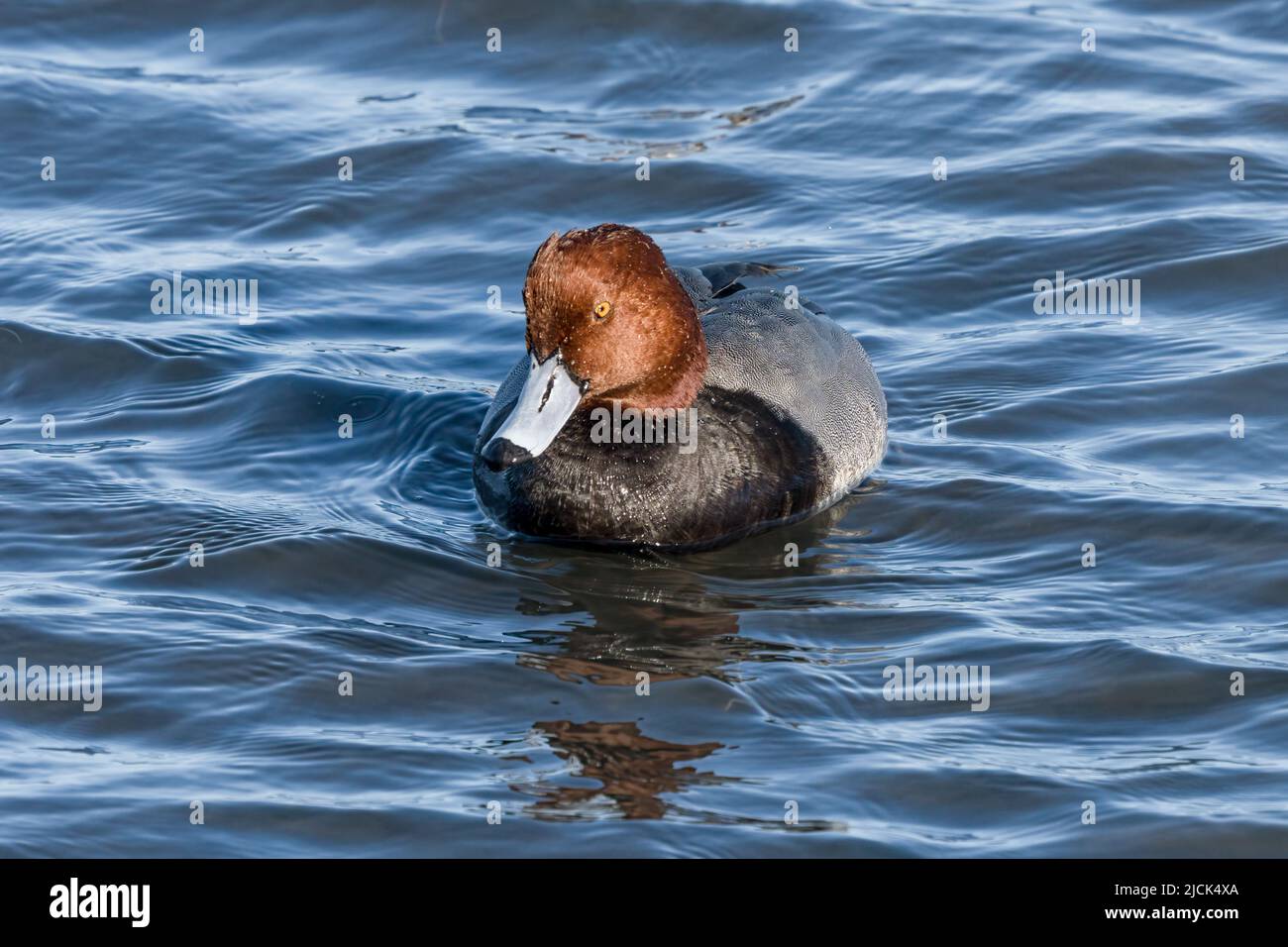 A drake Redhead duck, Aythya americana, wintering on the Laguna Madre ...