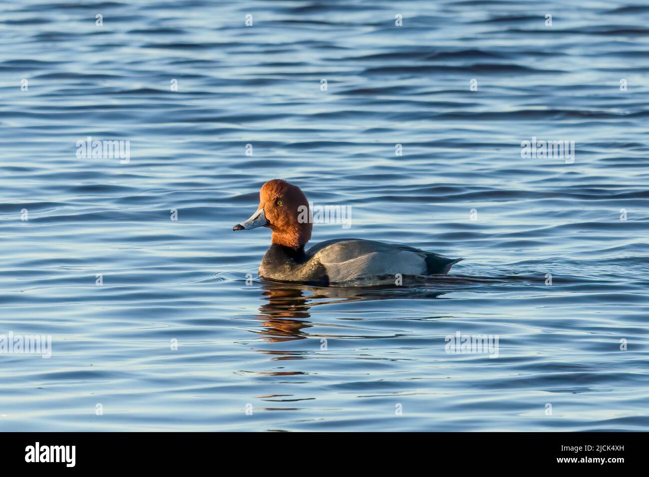Madre americana hi-res stock photography and images - Alamy