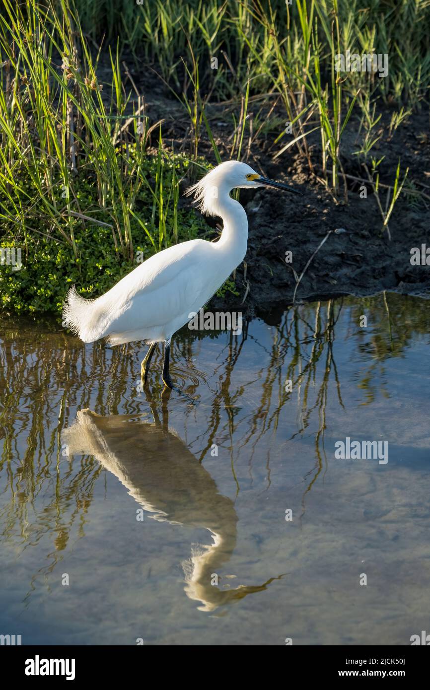 A Snowy Egret, Egretta thula, in breeding plumage reflected in a ...