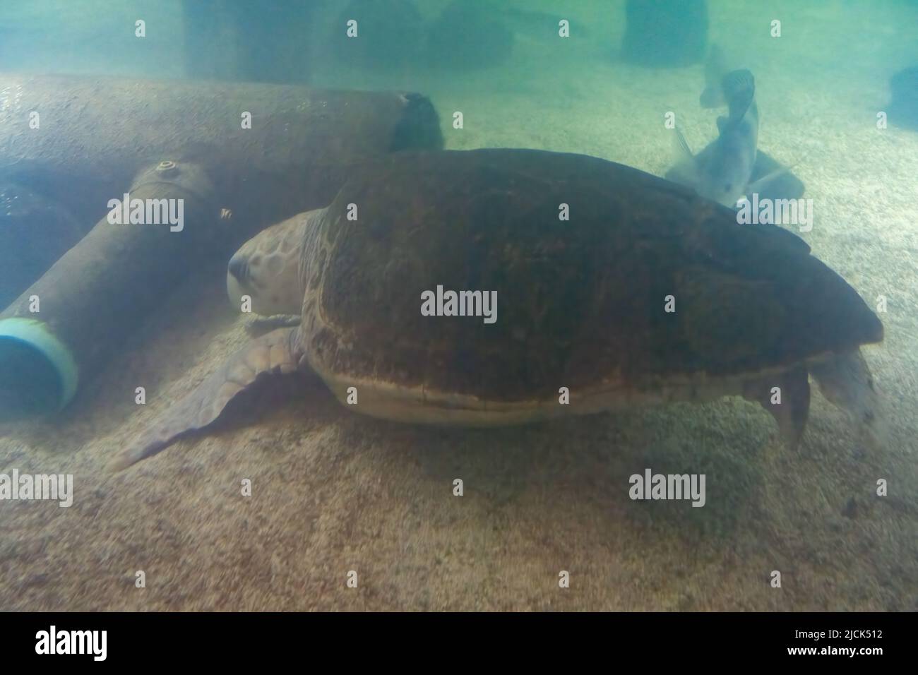 Poppy the Loggerhead Sea Turtle in an aquarium at Sea Turtle Inc. on ...