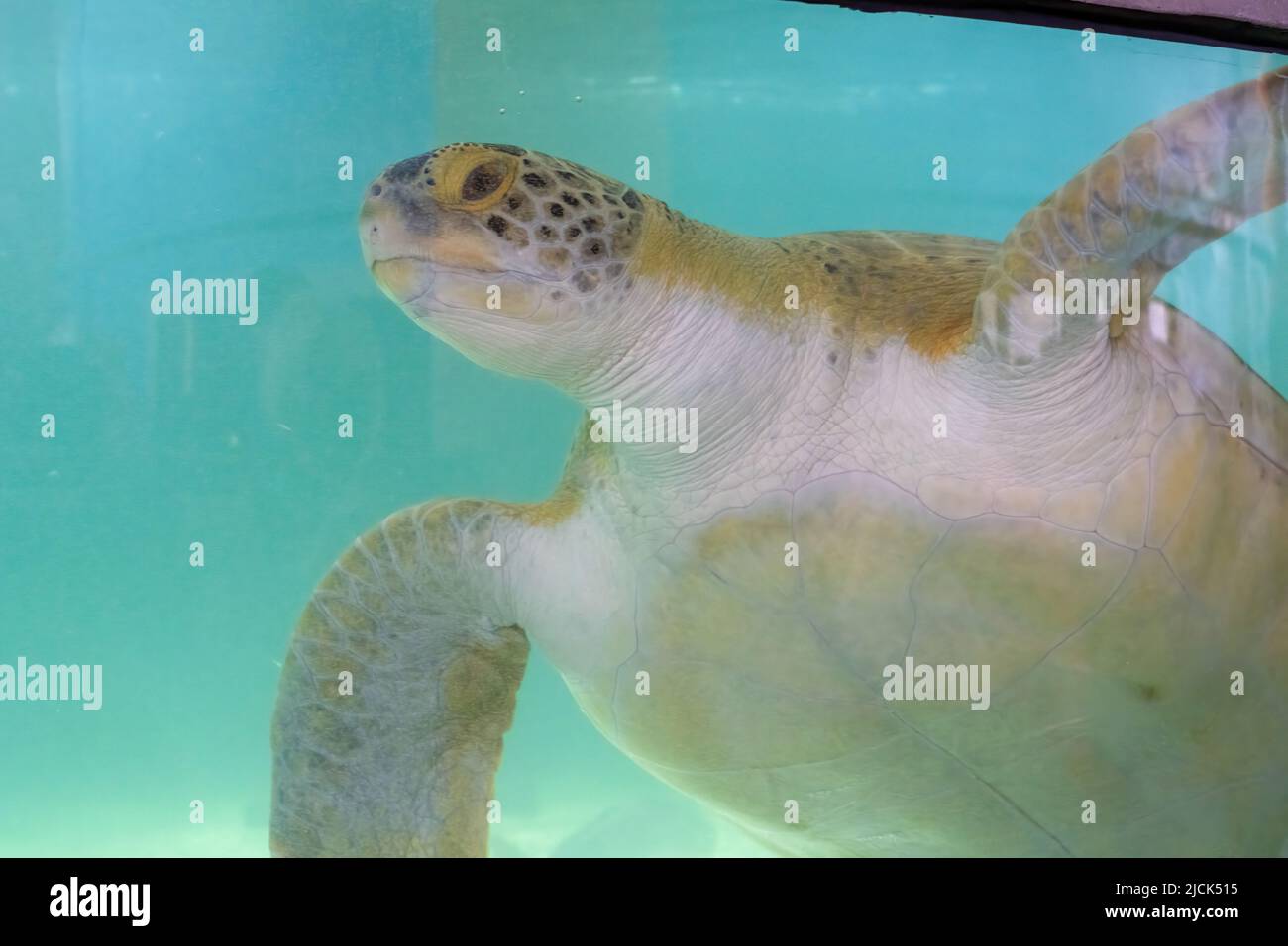 Marine rescue facility hi-res stock photography and images - Alamy