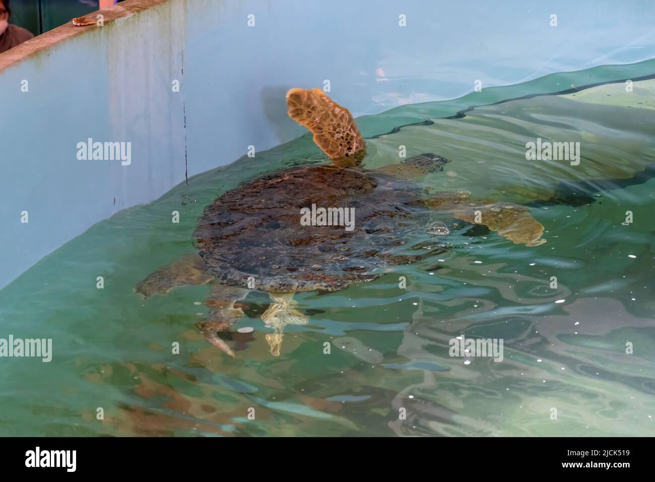 Rehabilitation tank hi-res stock photography and images - Alamy