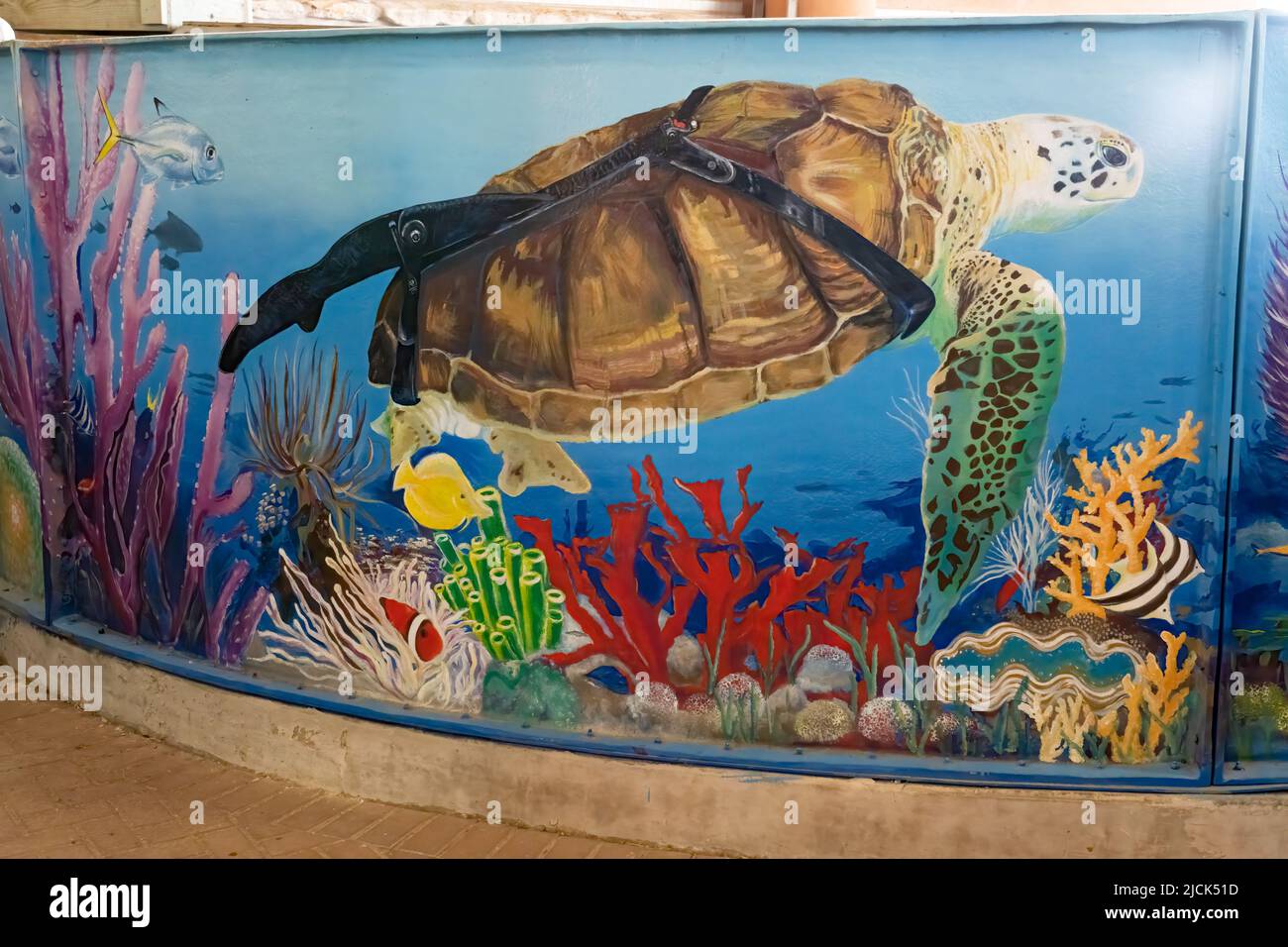 A mural of Allison the Atlantic Green Sea Turtle at Sea Turtle Inc. on ...