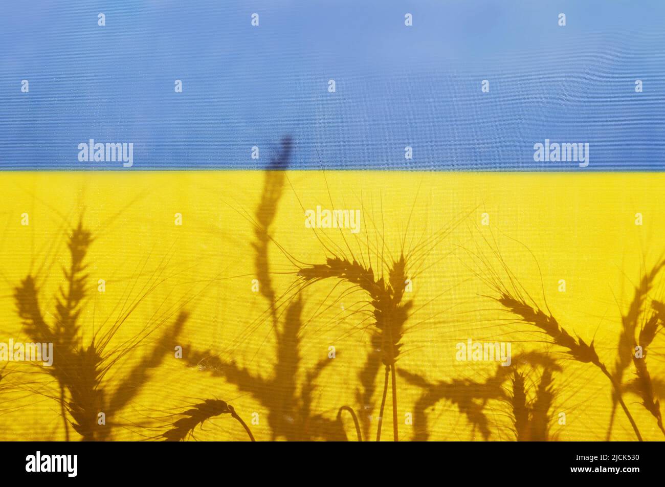 Silhouettes of wheat ears on the Ukrainian national yellow and blue ...
