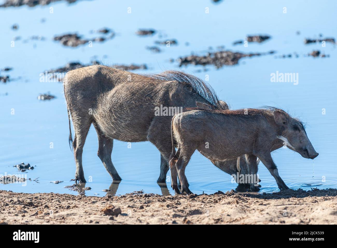 Closeup of a group of Common Warthogs - Phacochoerus africanus- near a ...