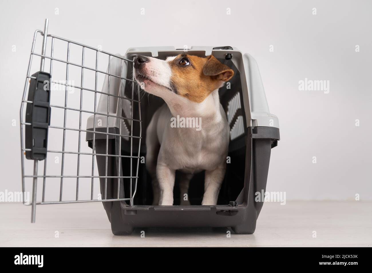 Jack Russell Terrier dog inside a travel box with open door Stock Photo ...