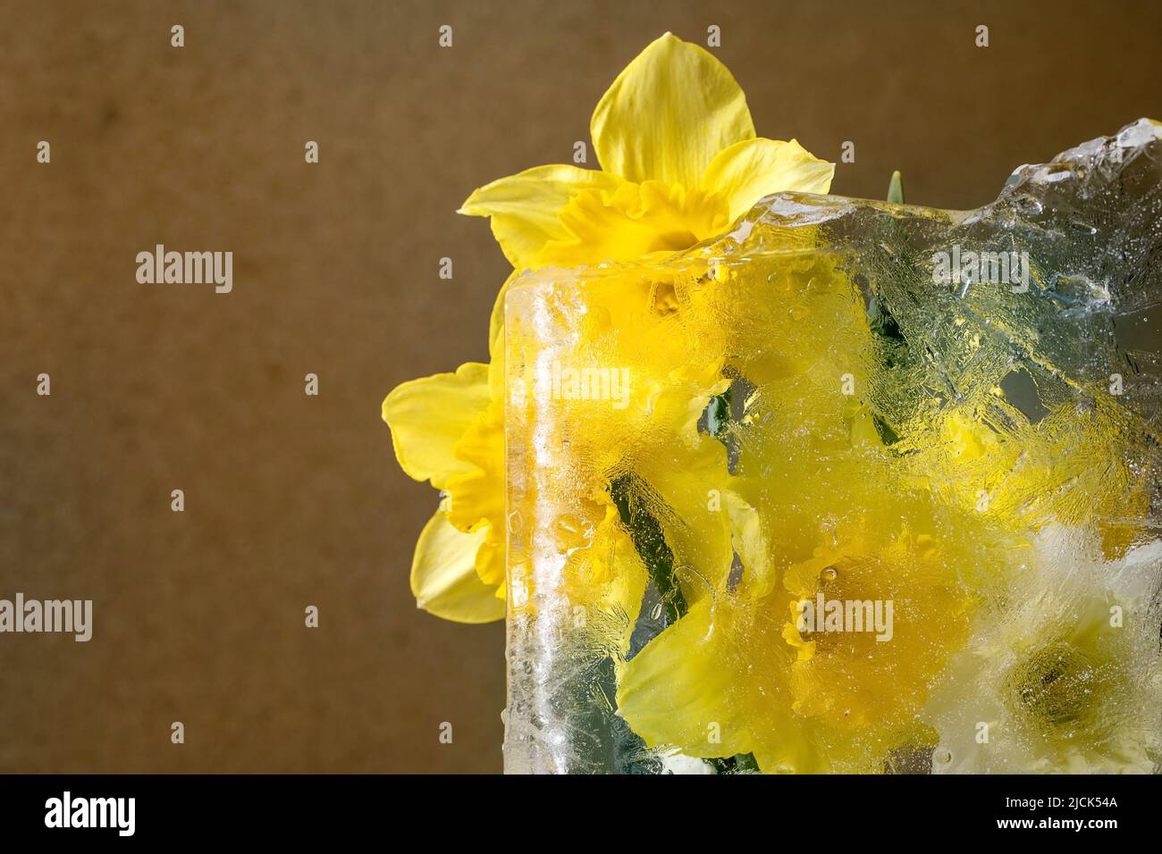 Beautiful flowers yellow daffodils in transparent ice block. Frozen ...