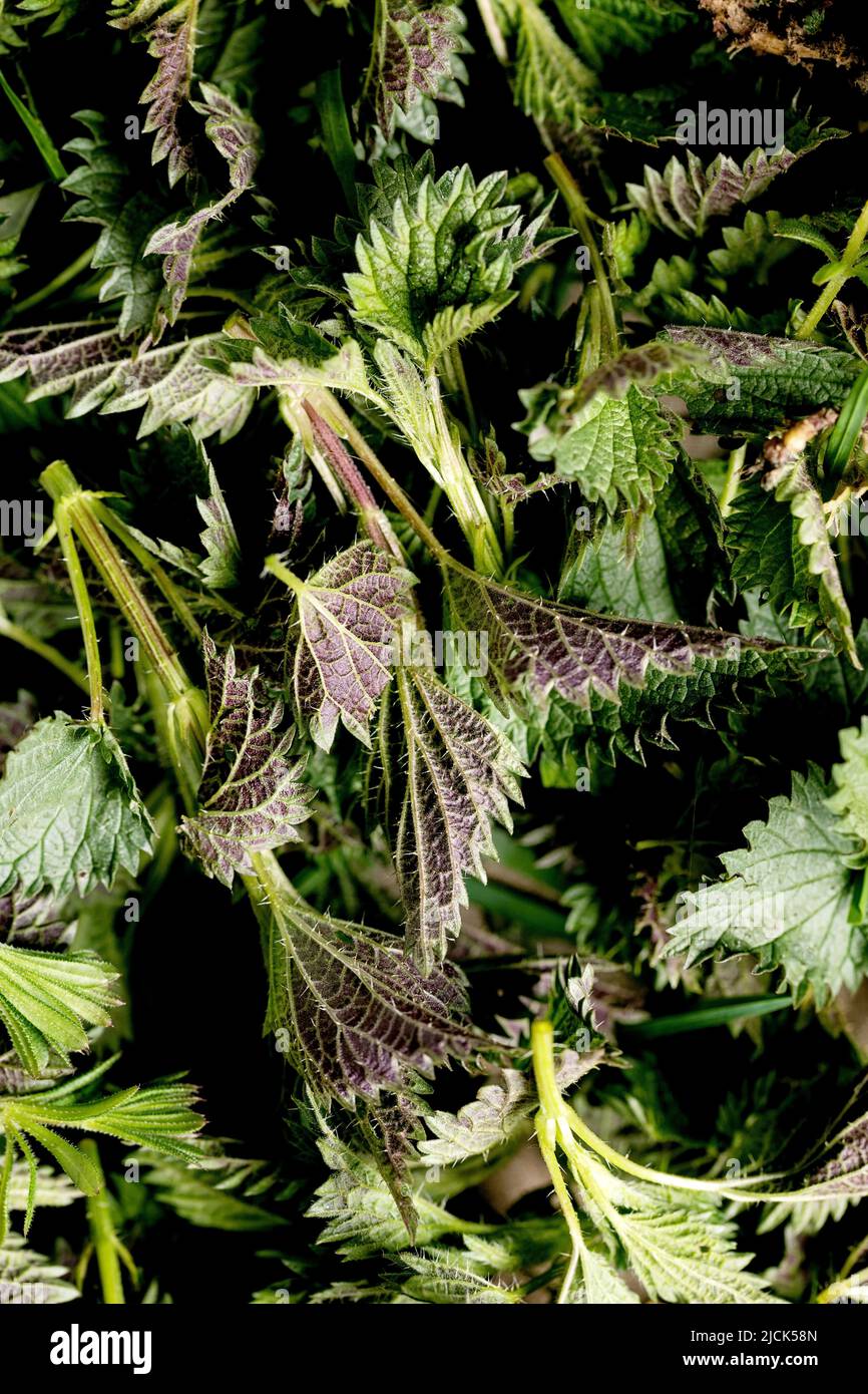 Heap of fresh young organic nettle leaves. Wild plants for spring ...