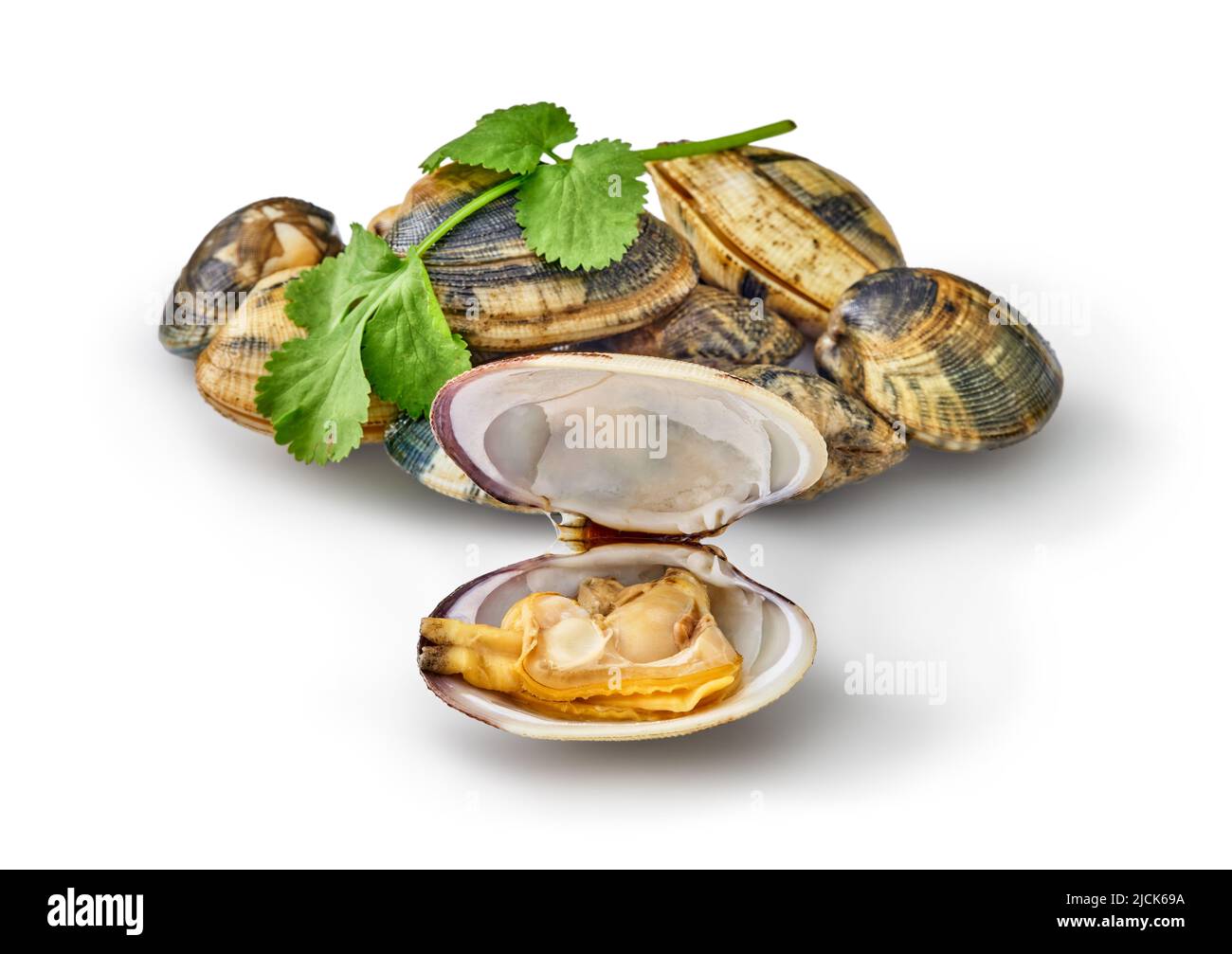 open en closed clams with shellfish isolated on white background Stock ...